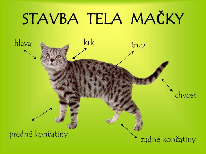 PPT - M A Č K A PowerPoint Presentation - ID:4532875