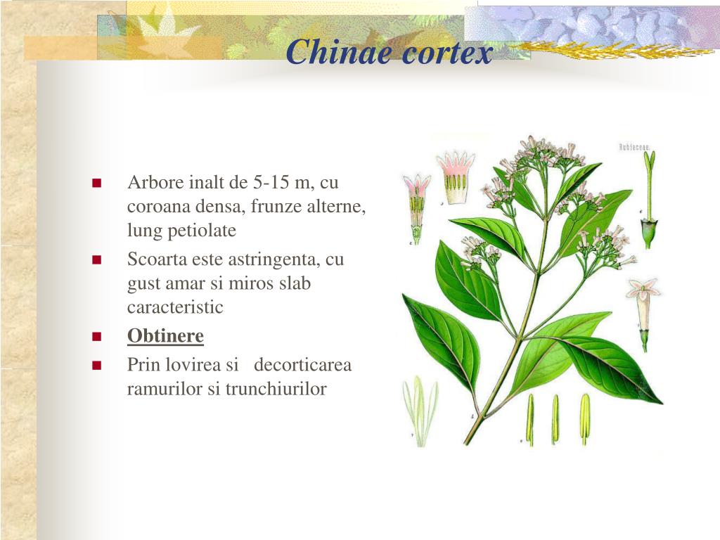 PPT - ALCALOIZI CHINOLINICI PowerPoint Presentation, free download - ID ...