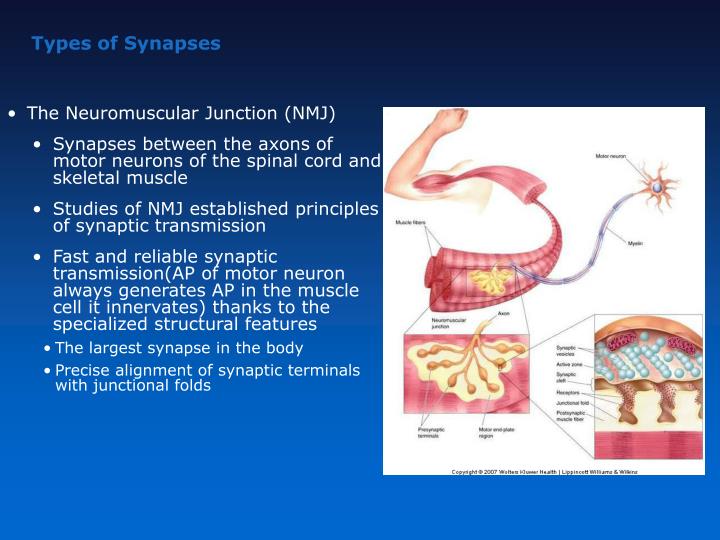 PPT - SYNAPTIC TRANSMISSION PowerPoint Presentation - ID:4533751