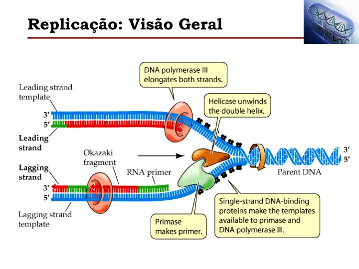 Planilha De Etapas De Replicacao De Dna