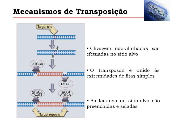 PPT - Replicação do DNA & Transposons PowerPoint Presentation - ID:4535059