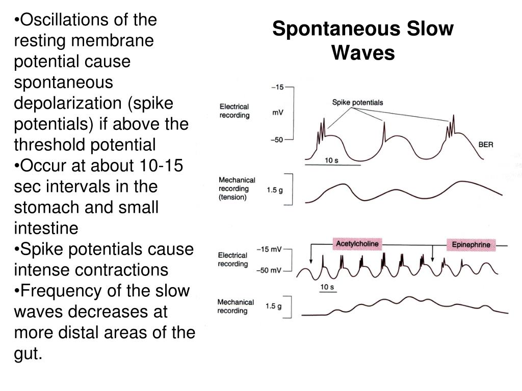 Ppt Gastrointestinal Motility Powerpoint Presentation Free Download Id4535732