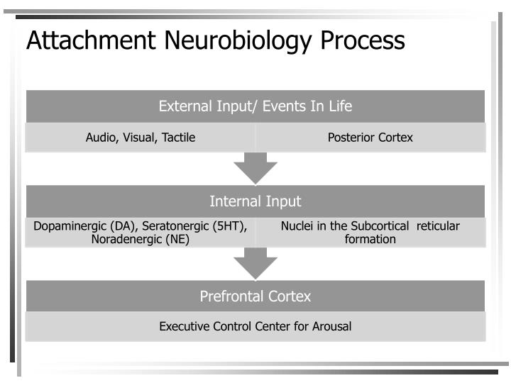 PPT - Neurobiology and Neurotransmitters: Psychopharmacology for the ...