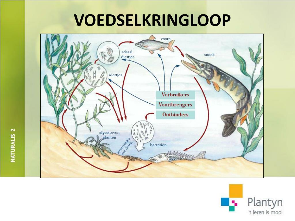 PPT - DEEL 1 Organismen vormen een levensgemeenschap PowerPoint ...