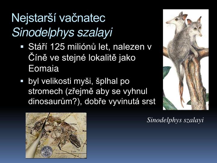 PPT - Vertebrata II. Ptáci a Savci PowerPoint Presentation - ID:4537849