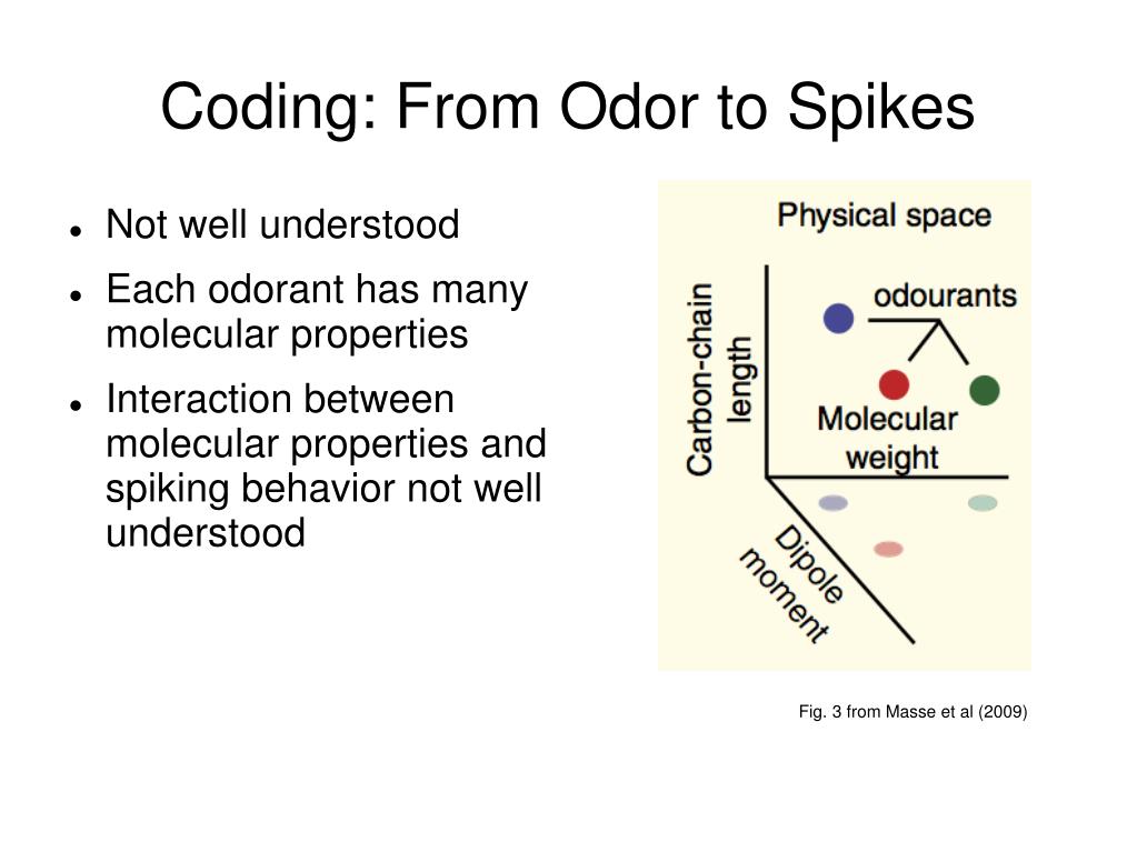 Ppt Sensory Encoding Of Smell In The Olfactory System Of Drosophila Powerpoint Presentation