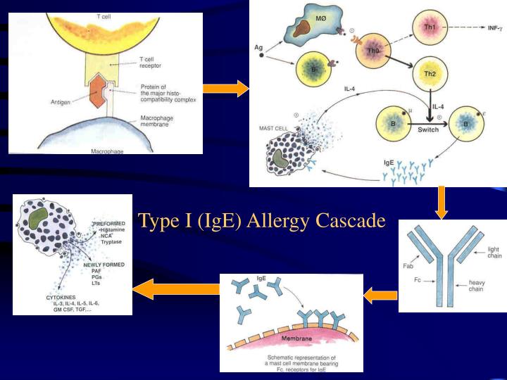 PPT - Latex Allergy PowerPoint Presentation - ID:4538614