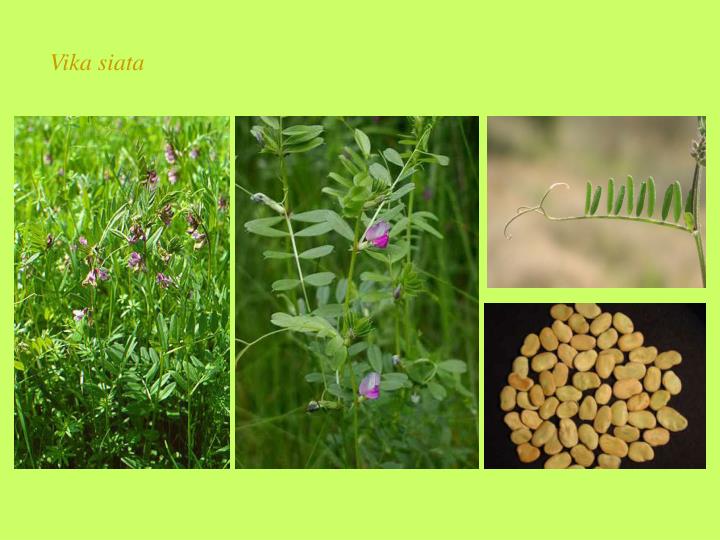 PPT - KŔMNE STRUKOVINY PowerPoint Presentation - ID:4541907