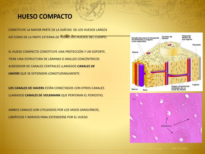 PPT - TEJIDO OSEO PowerPoint Presentation - ID:4542286