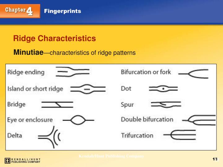 PPT - Fingerprints PowerPoint Presentation - ID:4542332