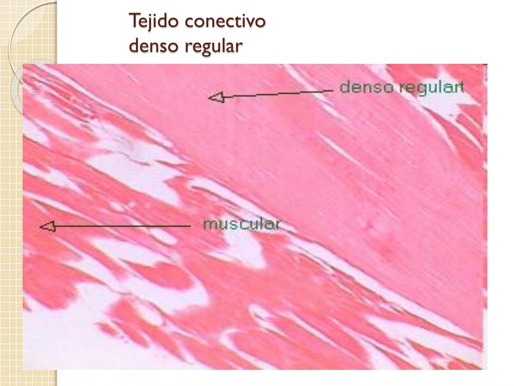 PPT - HISTOLOGIA DEL SISTEMA OSTEO-ARTICULAR PowerPoint Presentation ...