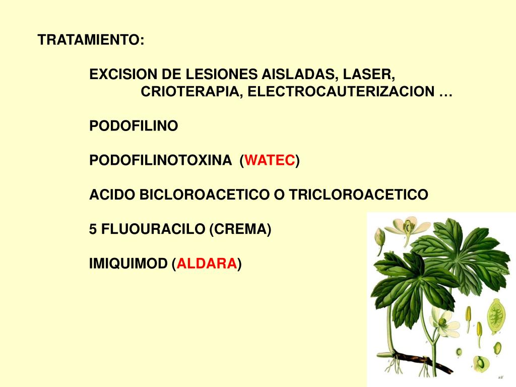 PPT - VULVOVAGINITIS MAS FRECUENTES PowerPoint Presentation, free ...