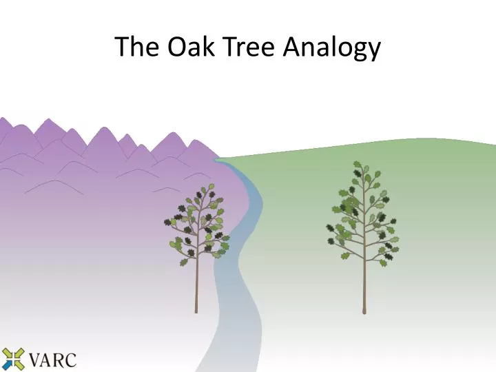 PPT - The Oak Tree Analogy PowerPoint Presentation, free download - ID ...