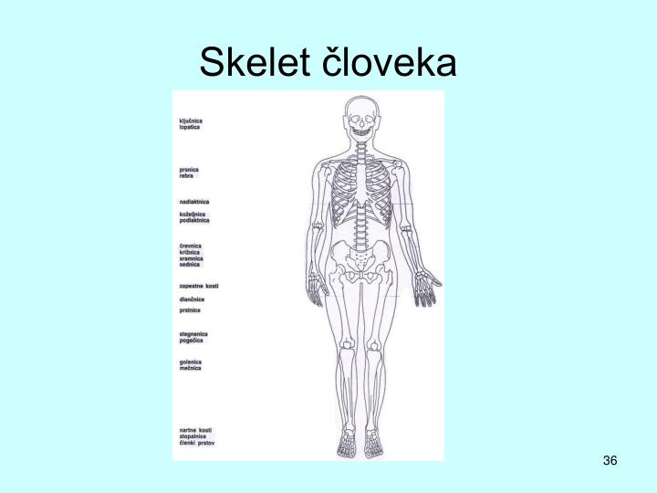 PPT - Ogrodje PowerPoint Presentation - ID:4544107