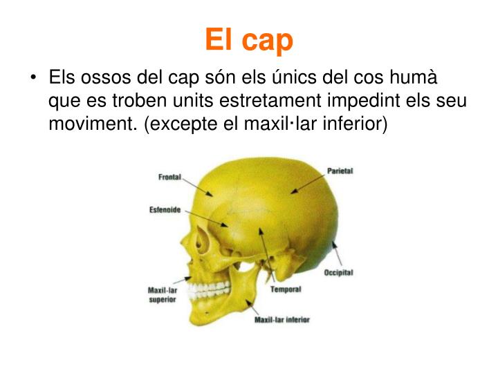 PPT - EL COS HUMÀ I LA SALUT PowerPoint Presentation - ID:4545190