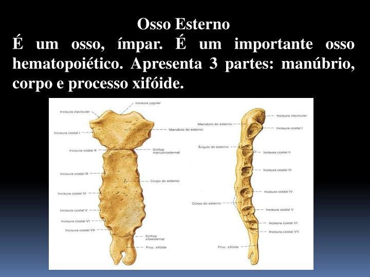PPT - Anatomia da cabeça PowerPoint Presentation - ID:4545261