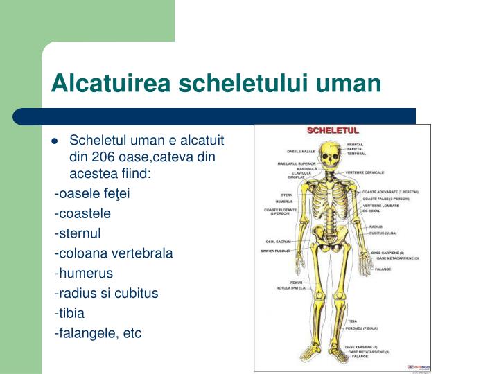 PPT - Sistemul locomotor PowerPoint Presentation - ID:4545664