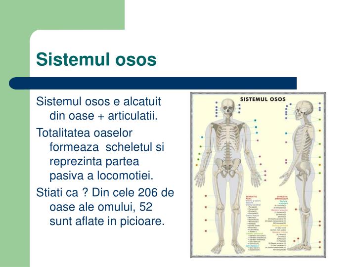 PPT - Sistemul locomotor PowerPoint Presentation - ID:4545664