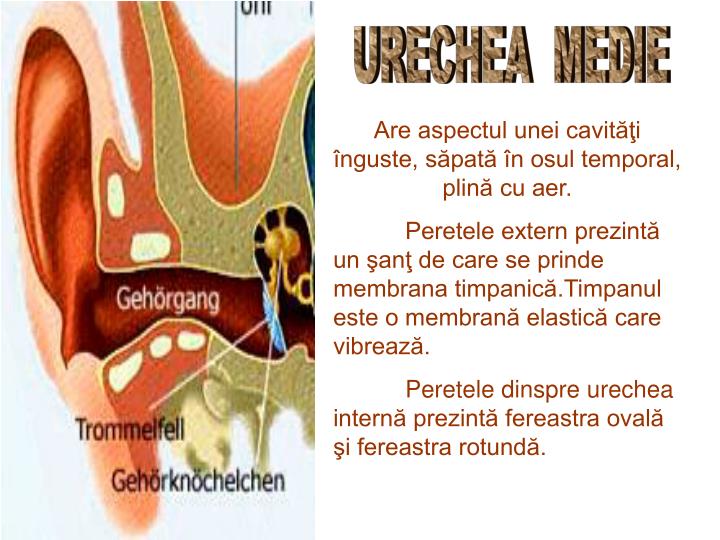 PPT - URECHEA PowerPoint Presentation - ID:4545911