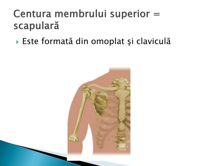 PPT - SISTEMUL OSOS PowerPoint Presentation - ID:4546061