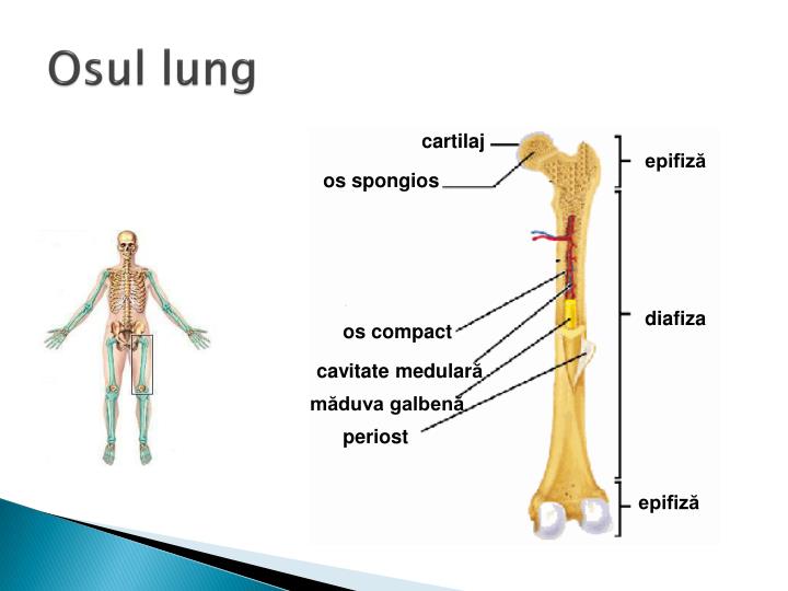 PPT - SISTEMUL OSOS PowerPoint Presentation - ID:4546061