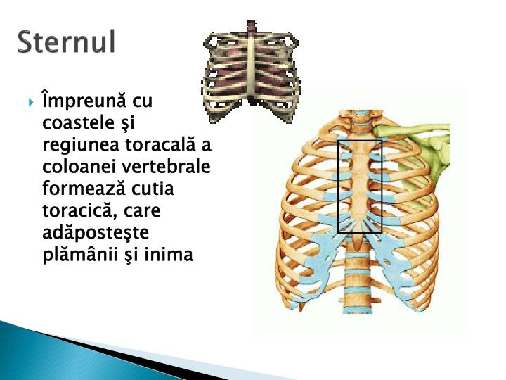 PPT - SISTEMUL OSOS PowerPoint Presentation - ID:4546061