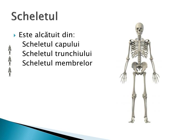 PPT - SISTEMUL OSOS PowerPoint Presentation - ID:4546061