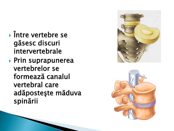 PPT - SISTEMUL OSOS PowerPoint Presentation - ID:4546061