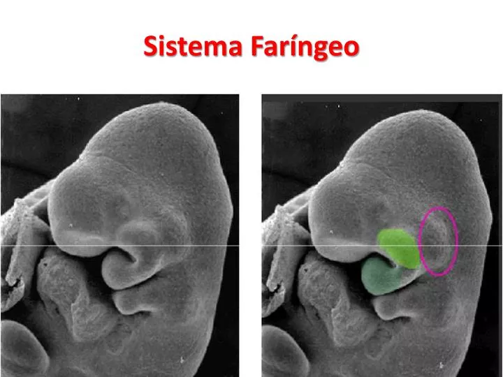 PPT - Sistema Faríngeo PowerPoint Presentation, free download - ID:4546340
