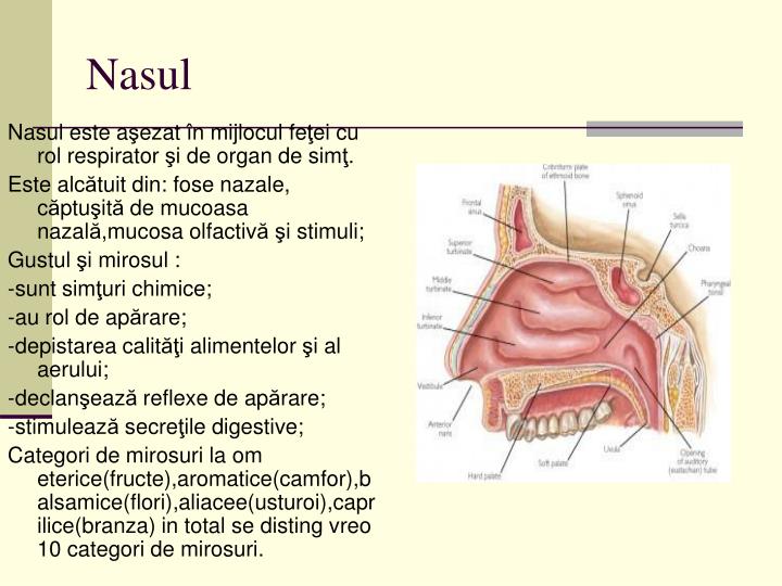 PPT - Organele de sim ţ PowerPoint Presentation - ID:4546404