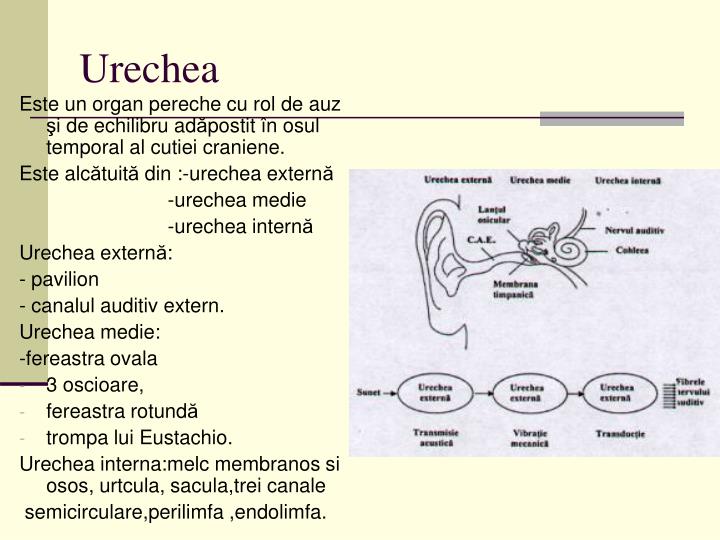 PPT - Organele de sim ţ PowerPoint Presentation - ID:4546404