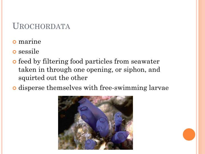 Urochordata Exemplos