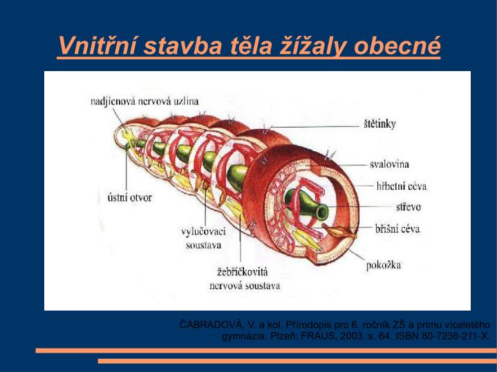 PPT - Přírodopis 6. ročník PowerPoint Presentation - ID:4547284