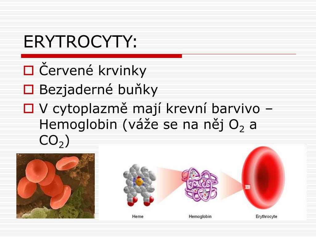 PPT - Erytrocyty. Hemoglobin. Krevní skupiny a Rh faktor. Krevní ...