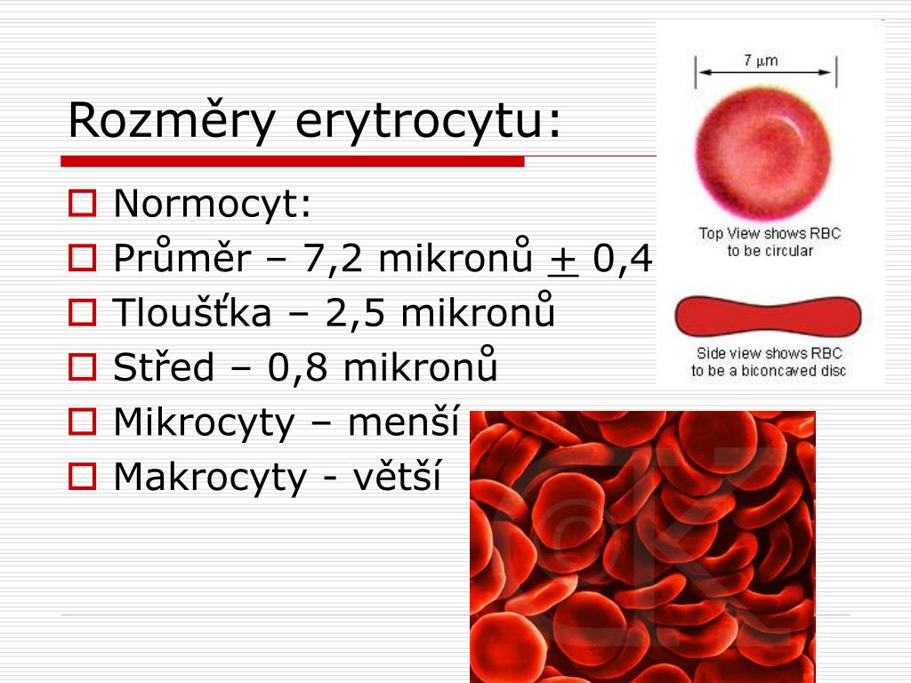 PPT - Erytrocyty. Hemoglobin. Krevní skupiny a Rh faktor. Krevní ...