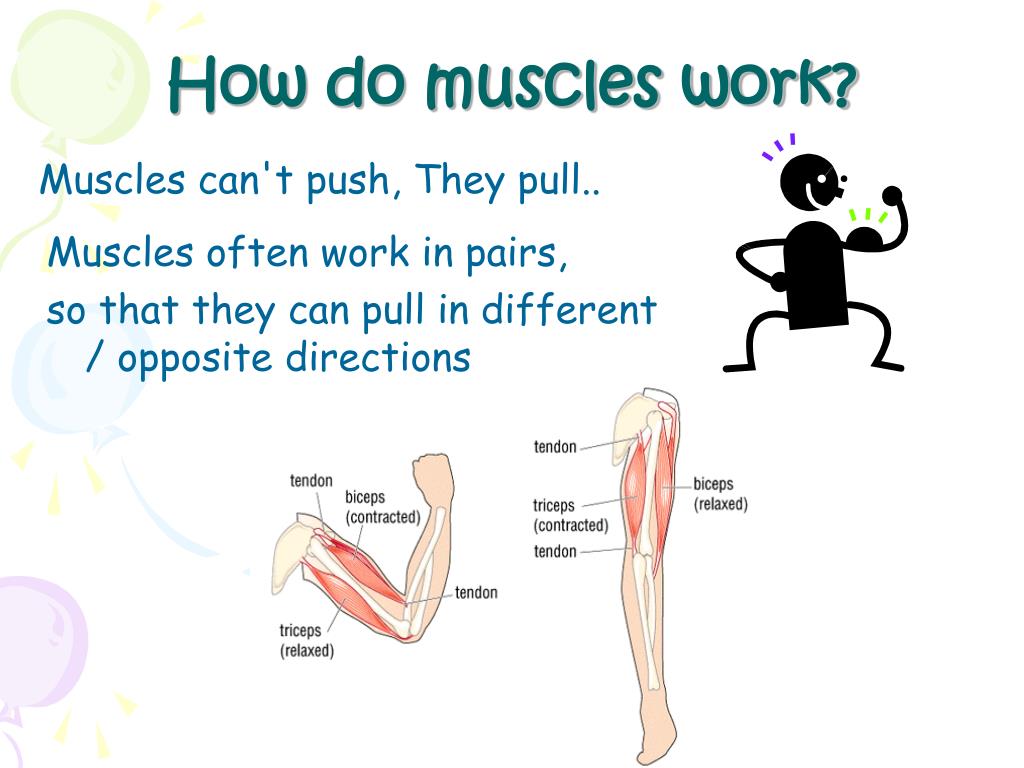 PPT Human Anatomy MUSCULAR SYSTEM PowerPoint Presentation Free 
