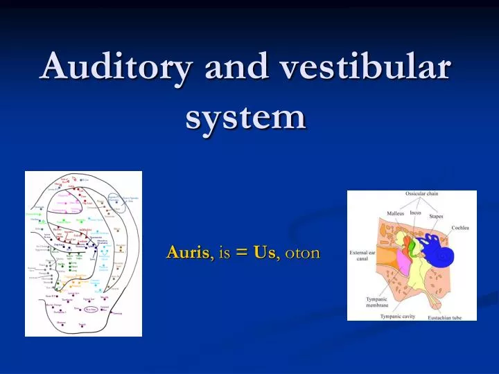 PPT - Auditory and vestibular system PowerPoint Presentation, free ...