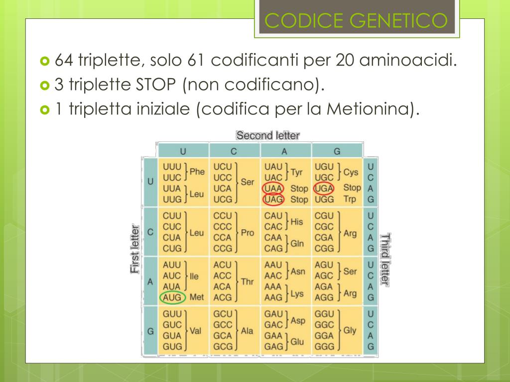 PPT - RIPRODUZIONE ED EREDITARIETA ’ PowerPoint Presentation, free ...