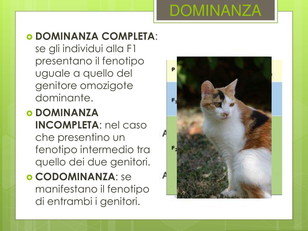 PPT - RIPRODUZIONE ED EREDITARIETA ’ PowerPoint Presentation, free ...