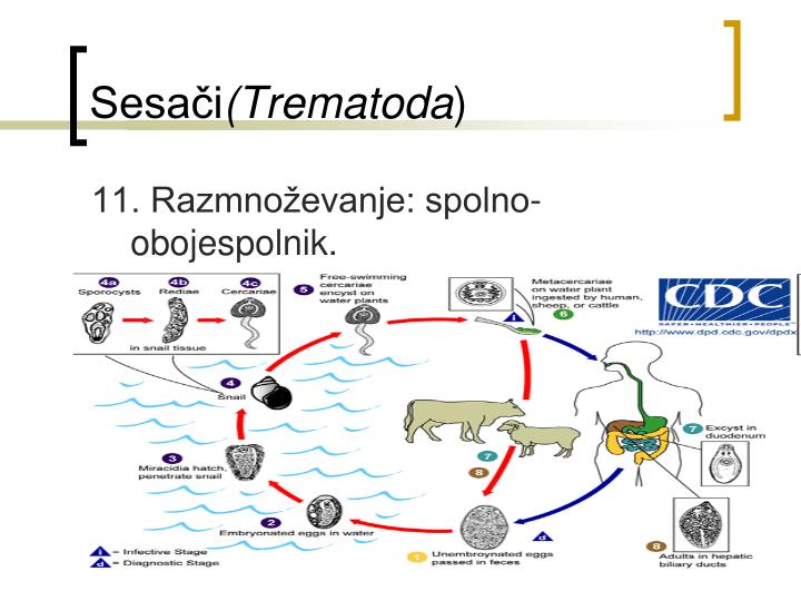 PPT - Ploski črvi ali ploskavci (Plathelmintes) PowerPoint Presentation ...