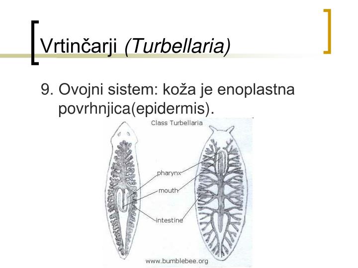 PPT - Ploski črvi ali ploskavci (Plathelmintes) PowerPoint Presentation ...