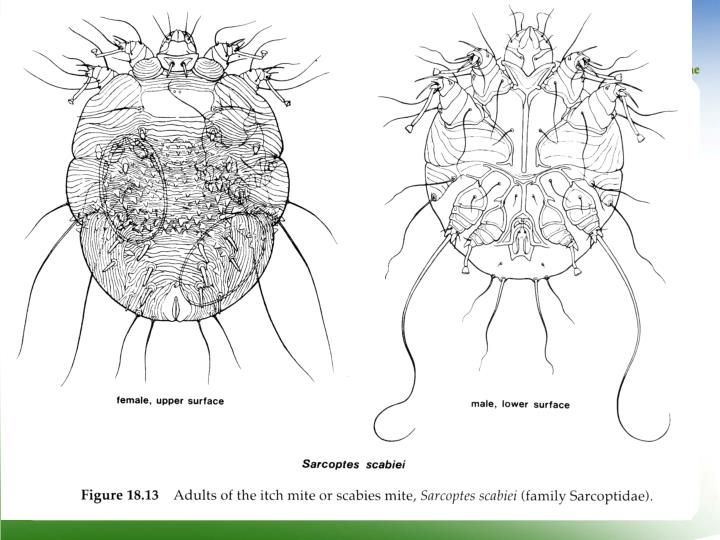 PPT - Class : Arachnida Order : Acarina Mites PowerPoint Presentation ...