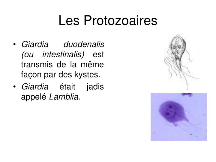 Protozoaire Def