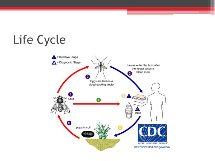 PPT - Myiasis PowerPoint Presentation - ID:4553666