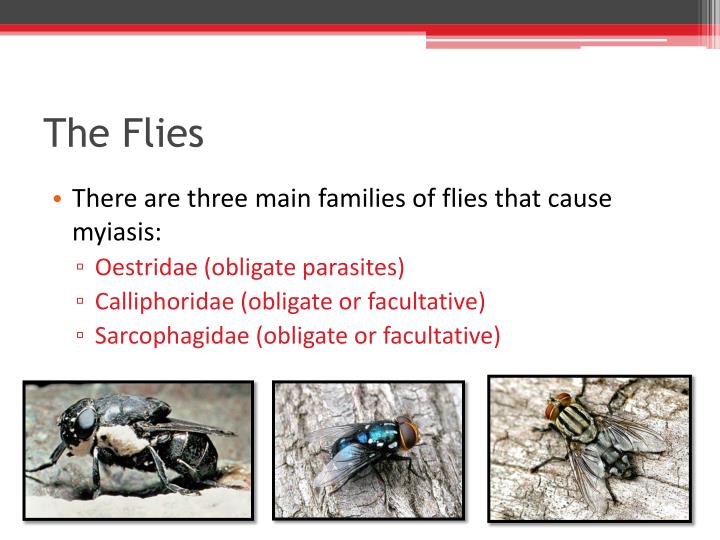 PPT - Myiasis PowerPoint Presentation - ID:4553666