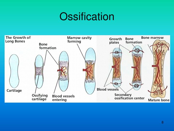 PPT - Support and Locomotion PowerPoint Presentation - ID:4553843