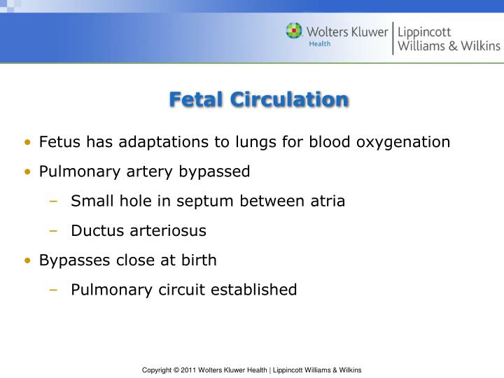 PPT - Chapter 15: The Female Reproductive System; Pregnancy and Birth ...