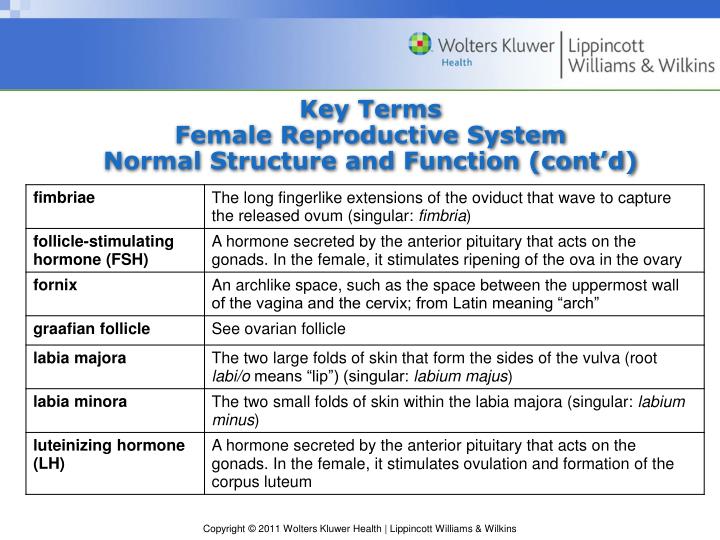 PPT - Chapter 15: The Female Reproductive System; Pregnancy and Birth ...
