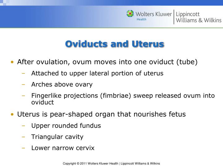 PPT - Chapter 15: The Female Reproductive System; Pregnancy and Birth ...