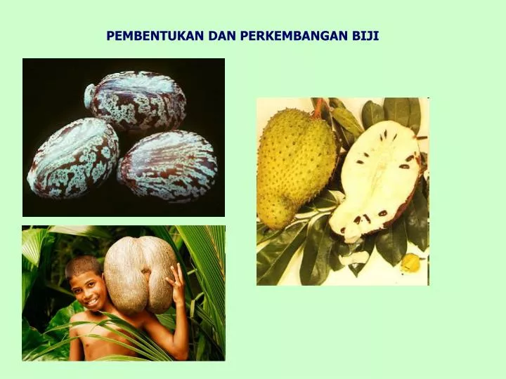 PPT - PEMBENTUKAN DAN PERKEMBANGAN BIJI PowerPoint Presentation, free ...